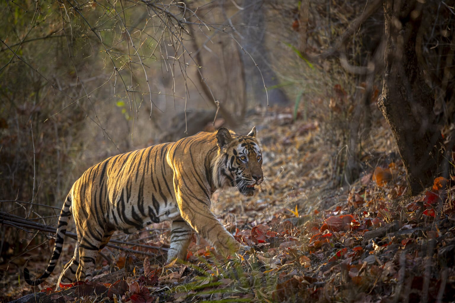 INTERVIEW with Roy Conli for Disneynature TIGER » Whisky + Sunshine